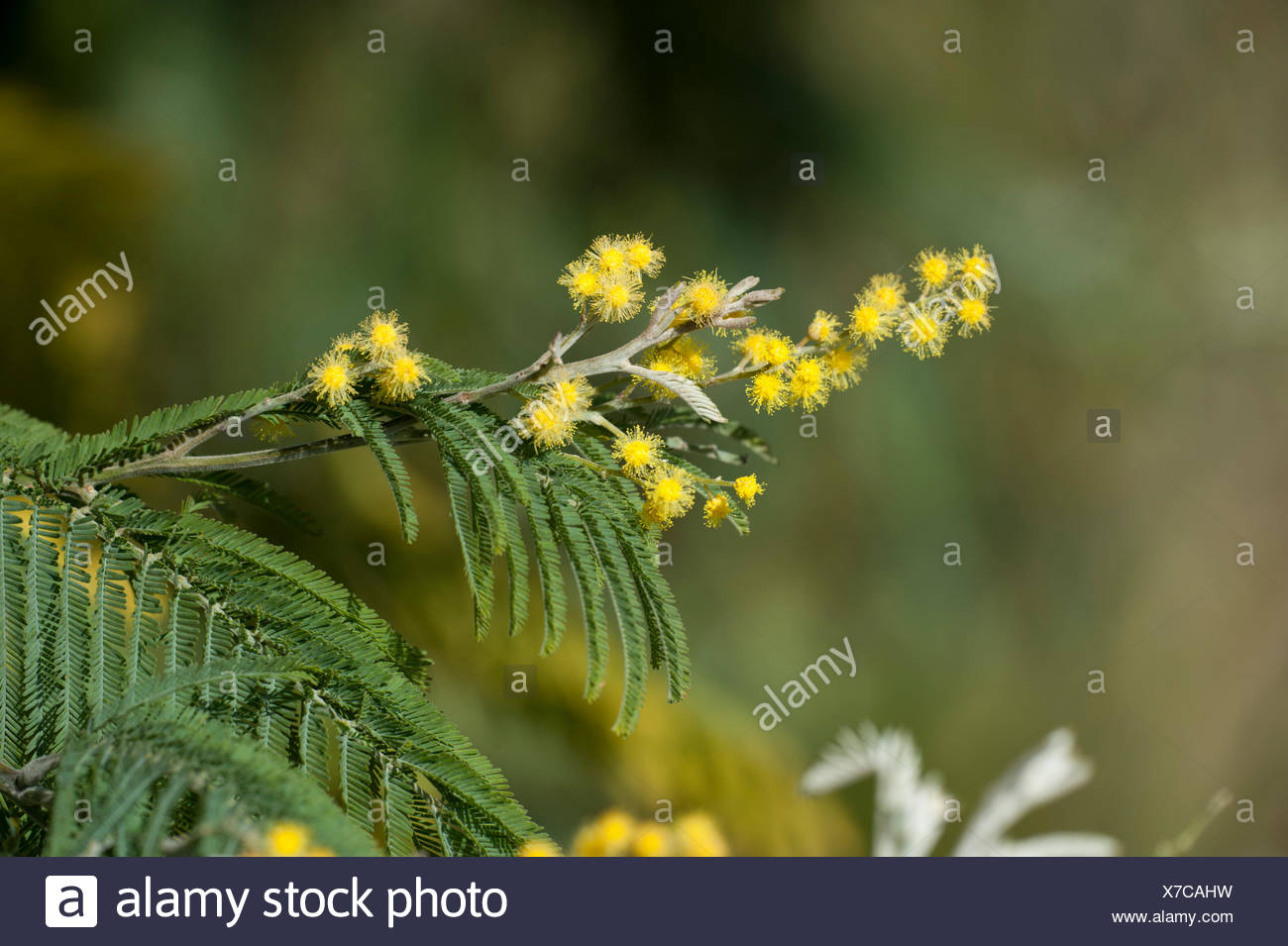 Silver Wattle Acacia High Resolution Stock Photography and Images - Alamy