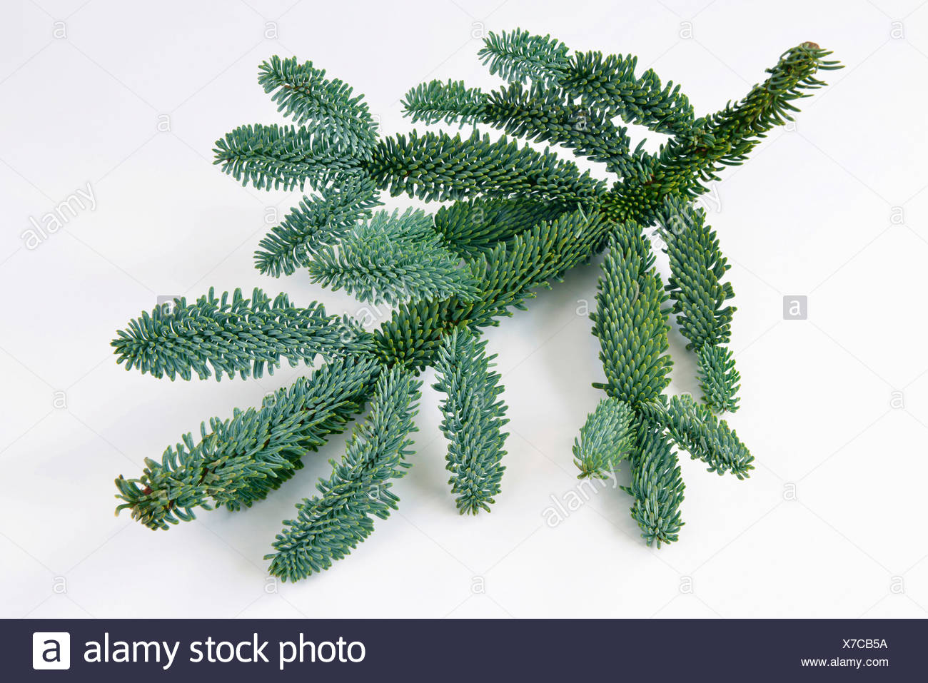 Nobilis Fir High Resolution Stock Photography and Images - Alamy