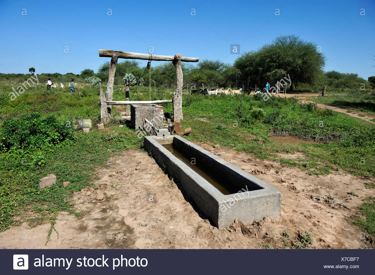 Cattle Watering Trough High Resolution Stock Photography and Images - Alamy