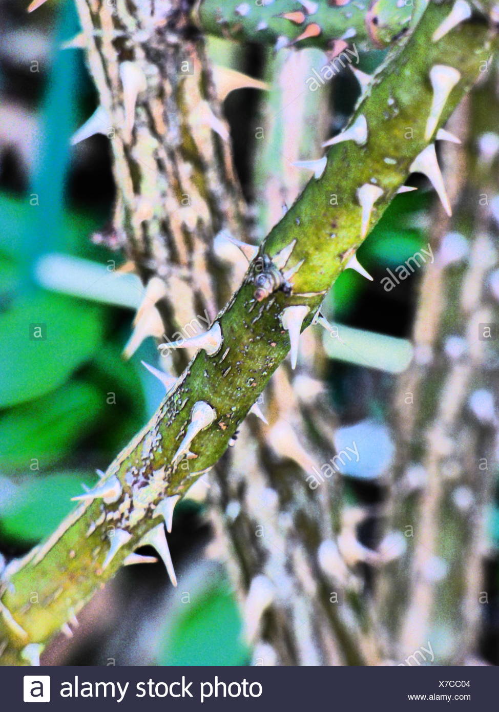 Thorns Branch High Resolution Stock Photography and Images - Alamy
