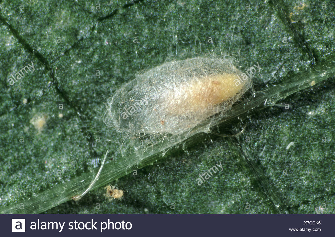 Predatory Mites High Resolution Stock Photography and Images - Alamy