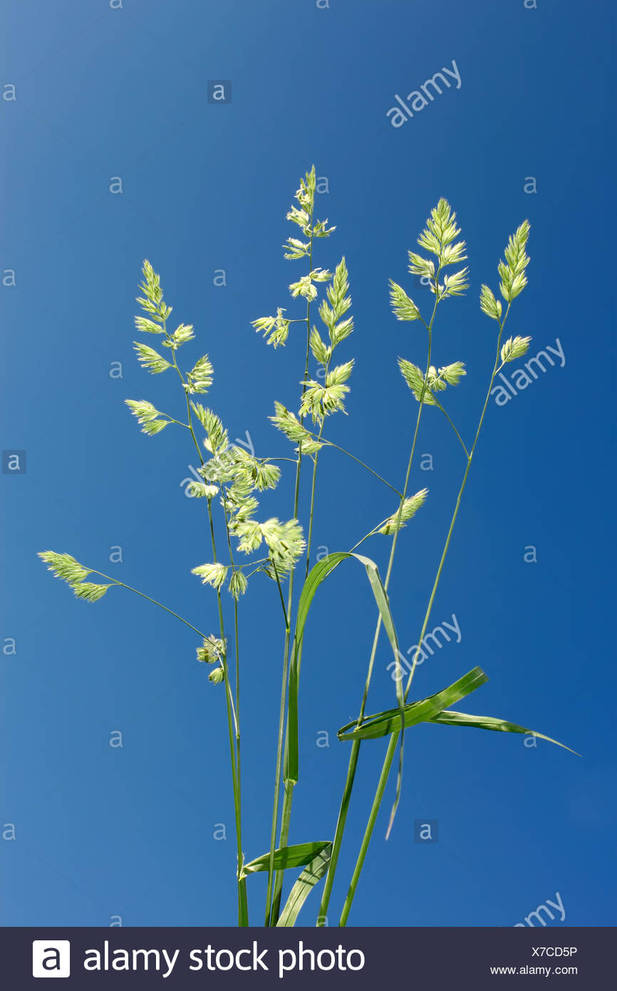 Cocksfoot Grass Stock Photos & Cocksfoot Grass Stock Images - Alamy
