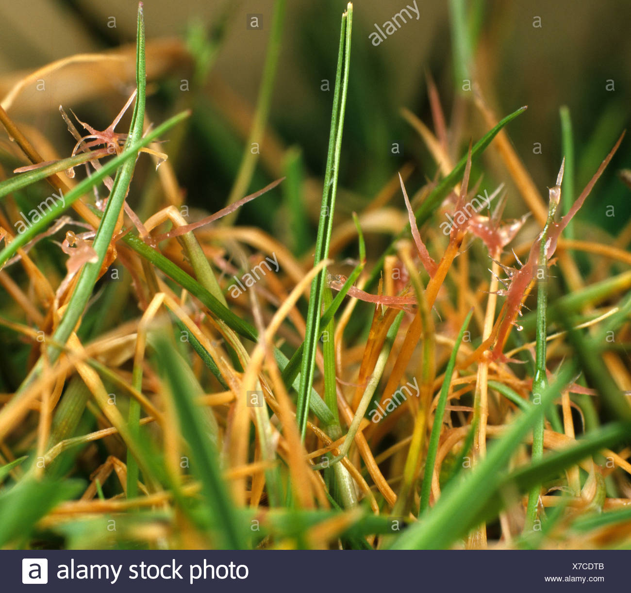 Grass Strands Stock Photos & Grass Strands Stock Images - Alamy