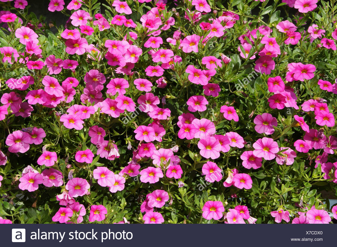 Calibrachoas High Resolution Stock Photography and Images - Alamy