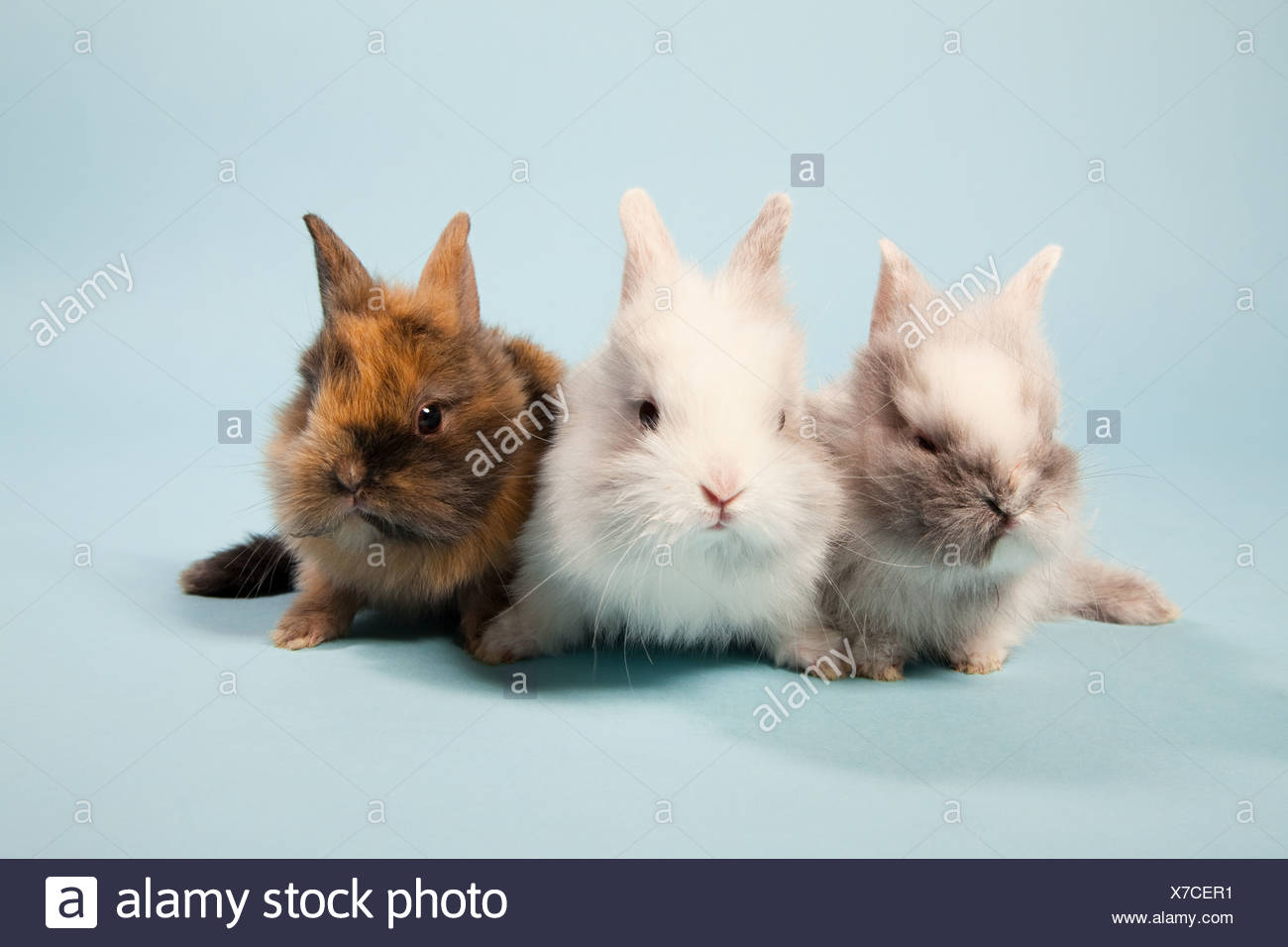 Three Rabbits High Resolution Stock Photography and Images - Alamy