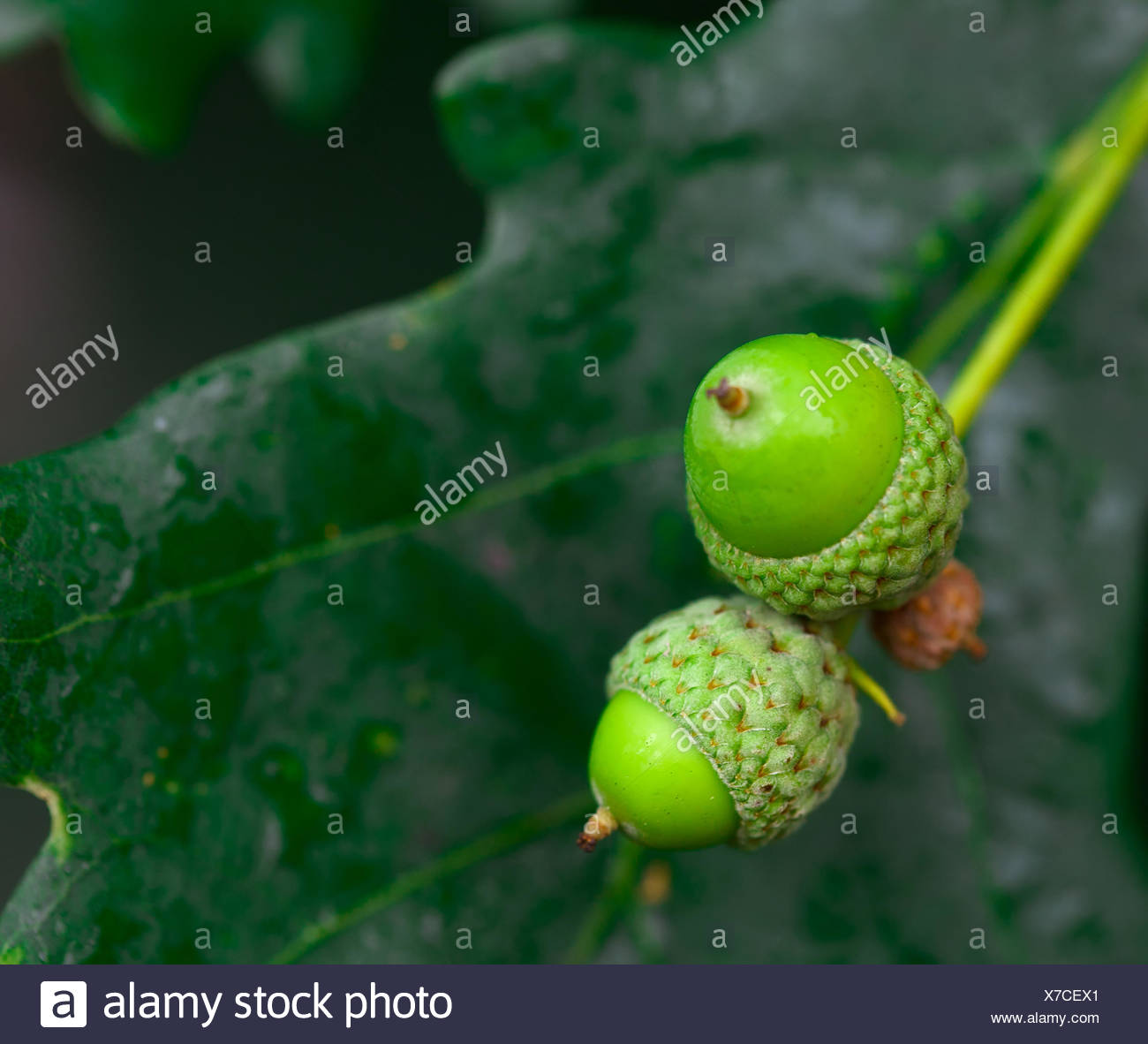 Unripe Acorns High Resolution Stock Photography and Images - Alamy