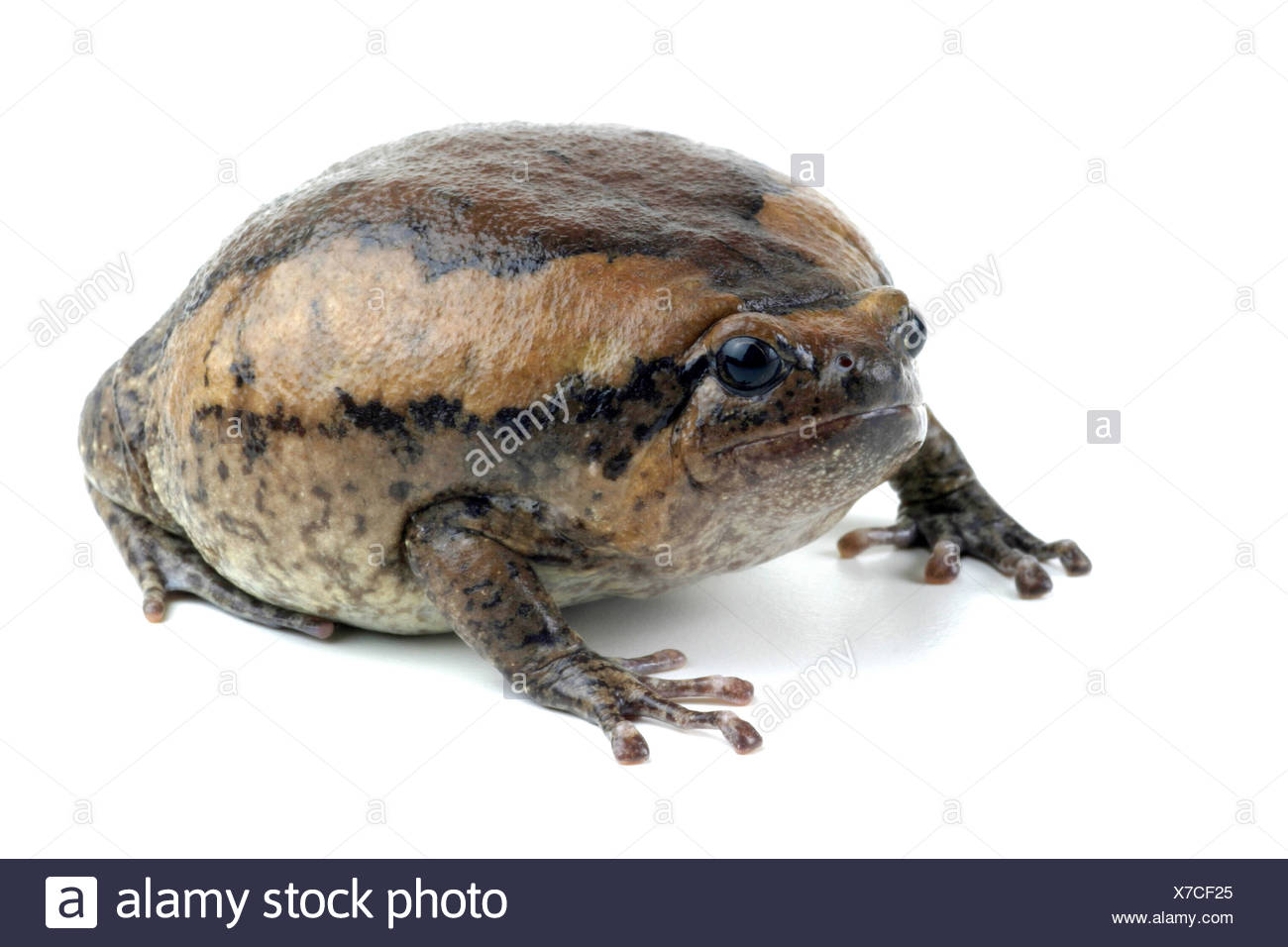Chubby Frogs High Resolution Stock Photography and Images - Alamy