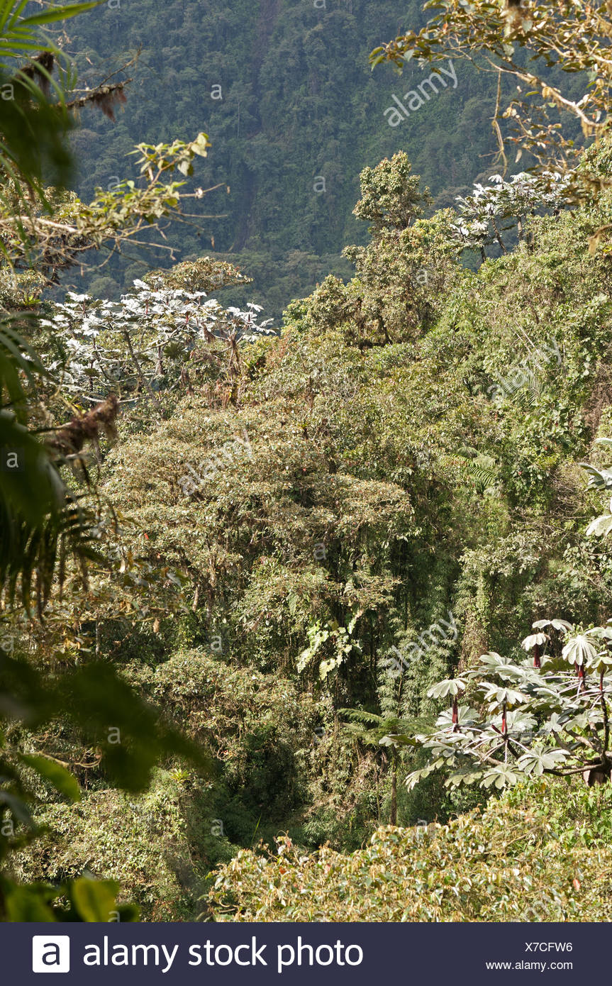 Andean Cloud Forest High Resolution Stock Photography and Images - Alamy