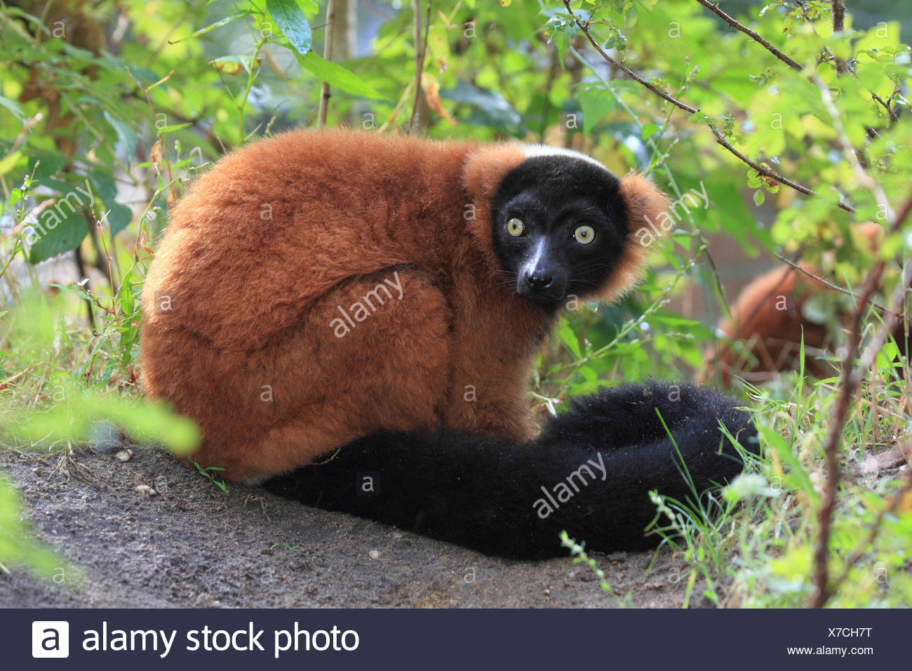 Vari Stock Photos & Vari Stock Images - Alamy
