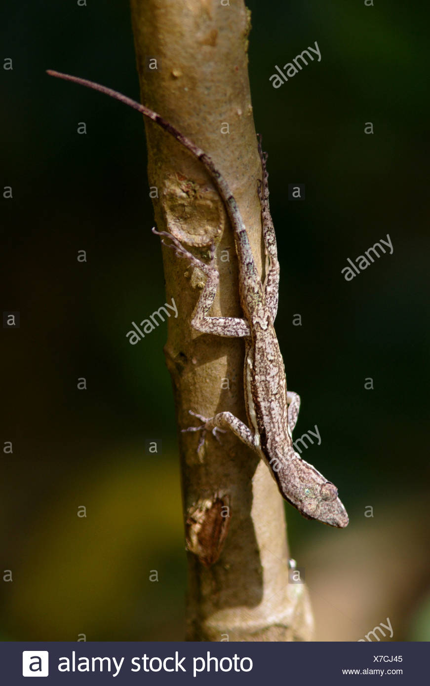 Jamaican Reptile High Resolution Stock Photography and Images - Alamy