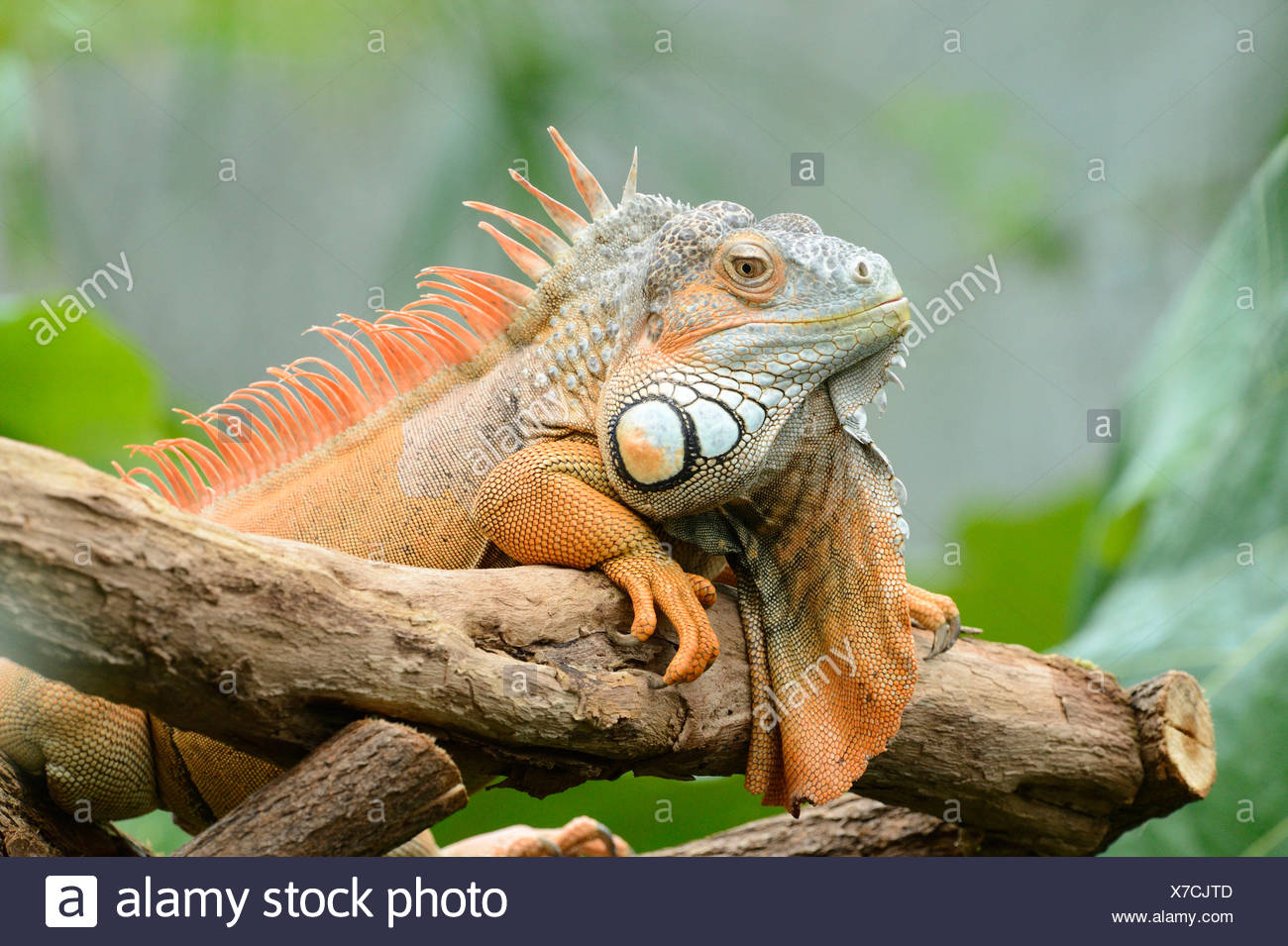 Green Iguana On Tree Branch High Resolution Stock Photography and ...