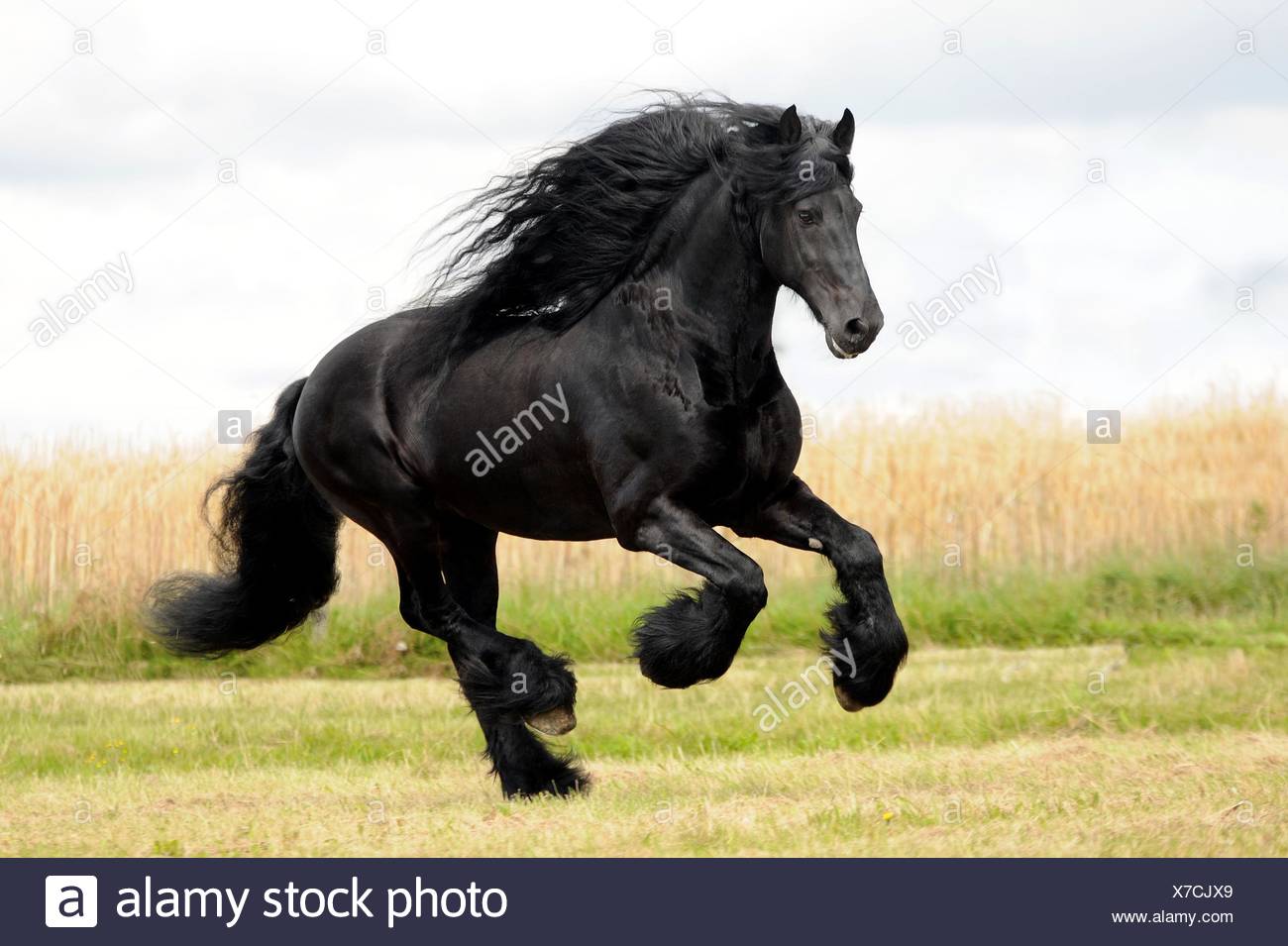 Friesian Horse Galloping Meadow High Resolution Stock Photography and ...