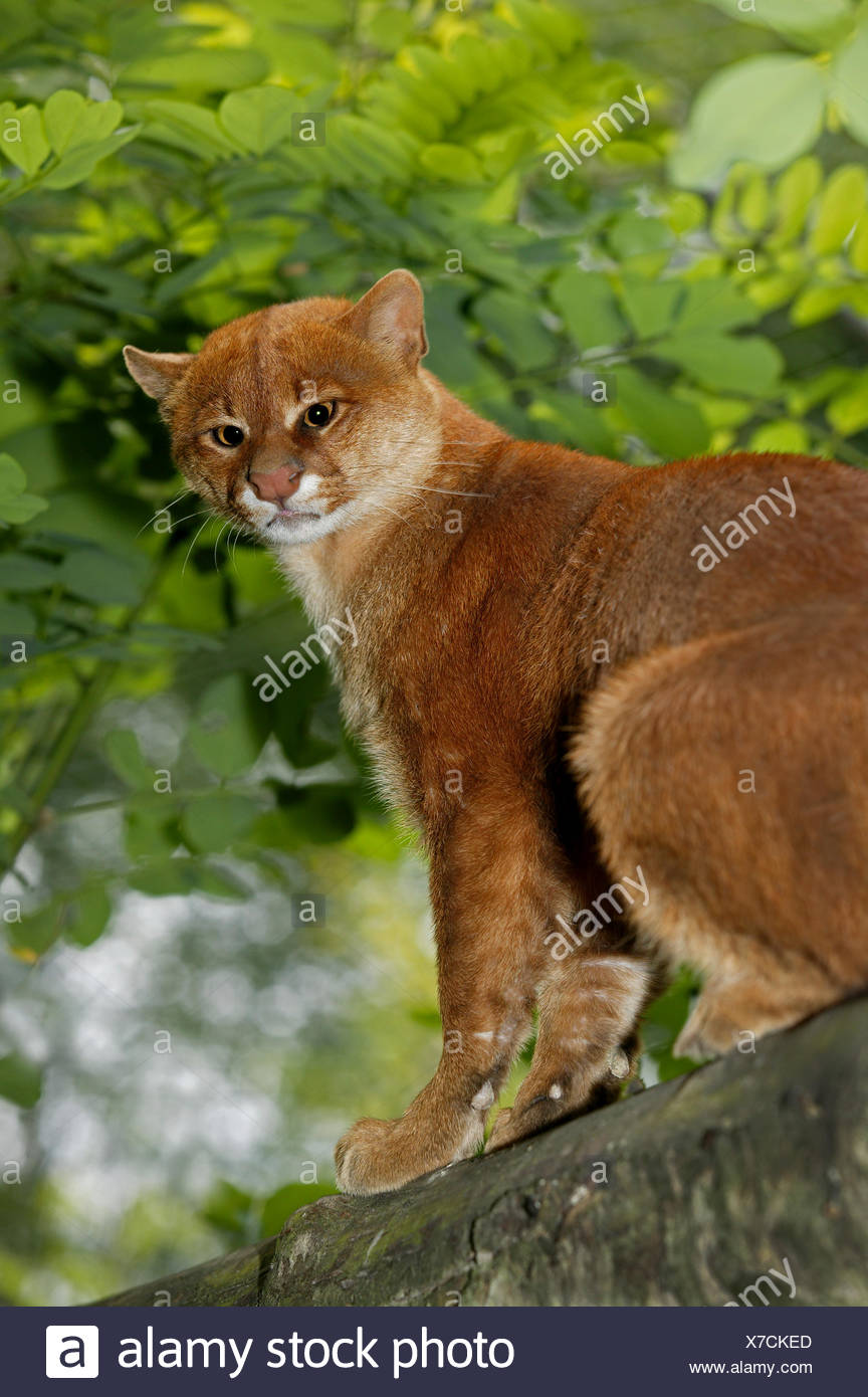 Eyra Cats High Resolution Stock Photography and Images - Alamy