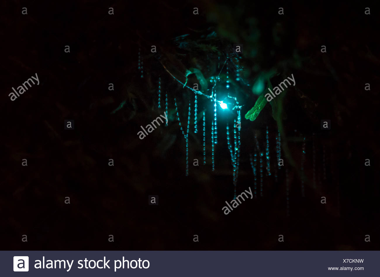 Glow Worm Cave New Zealand High Resolution Stock Photography and Images ...