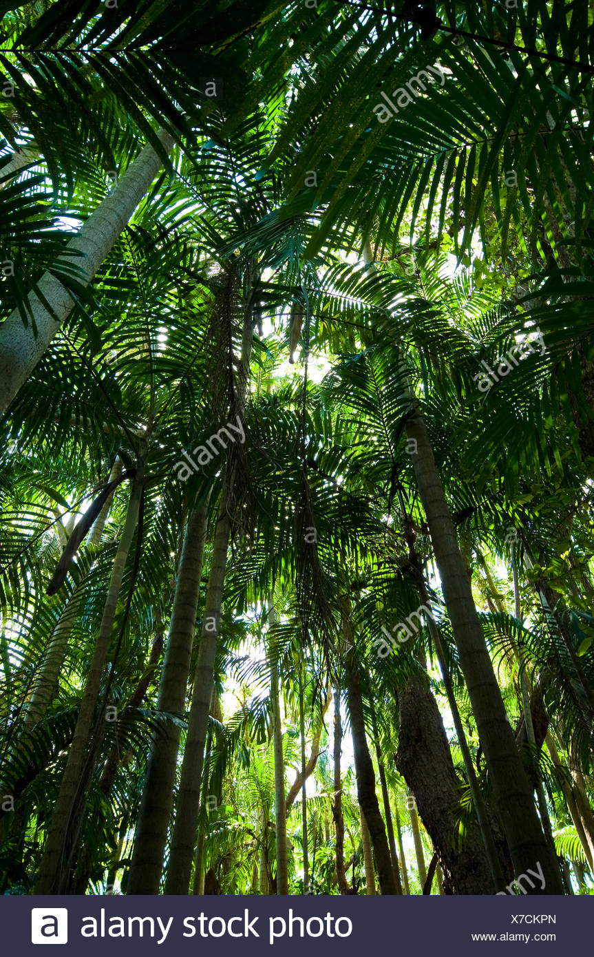 Tropical Monsoon Forest High Resolution Stock Photography and Images ...