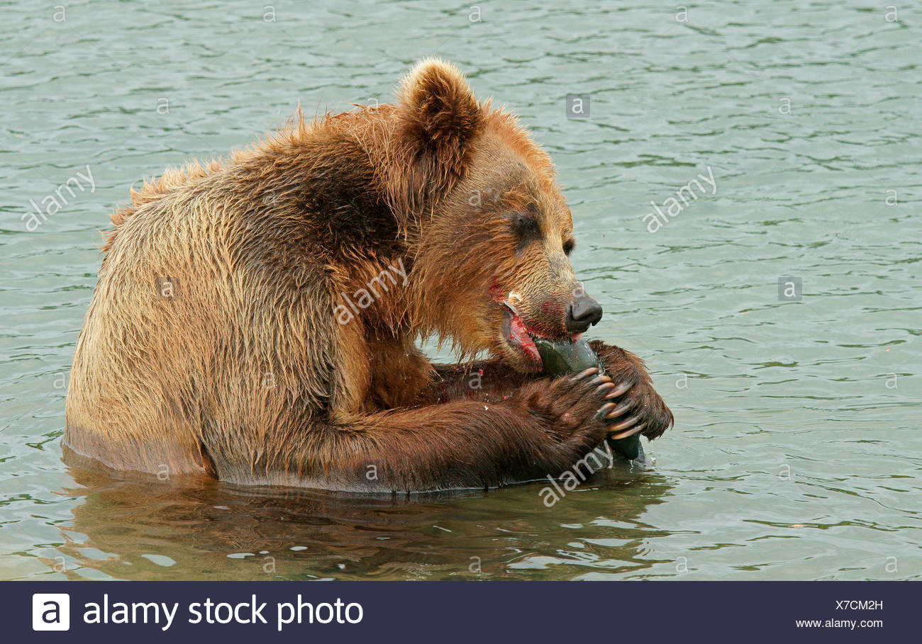 Bear Eating Fish Stock Photos & Bear Eating Fish Stock Images - Alamy