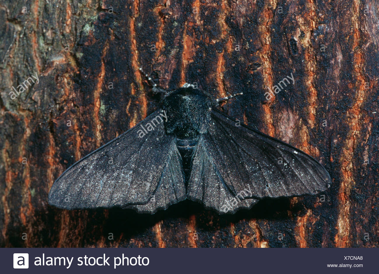 Biston Betularia High Resolution Stock Photography and Images - Alamy