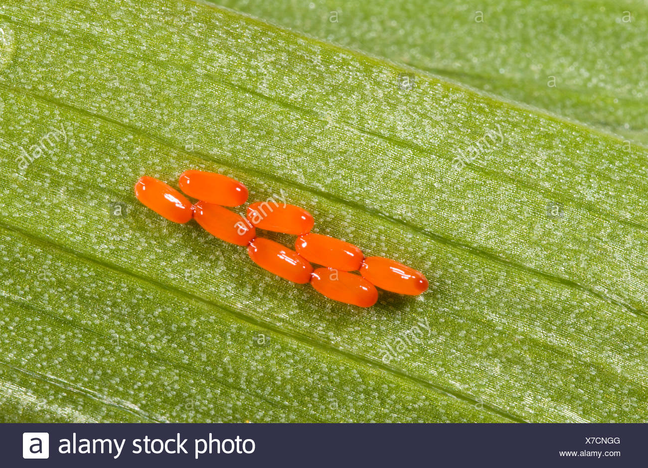 Egg Cluster High Resolution Stock Photography and Images - Alamy