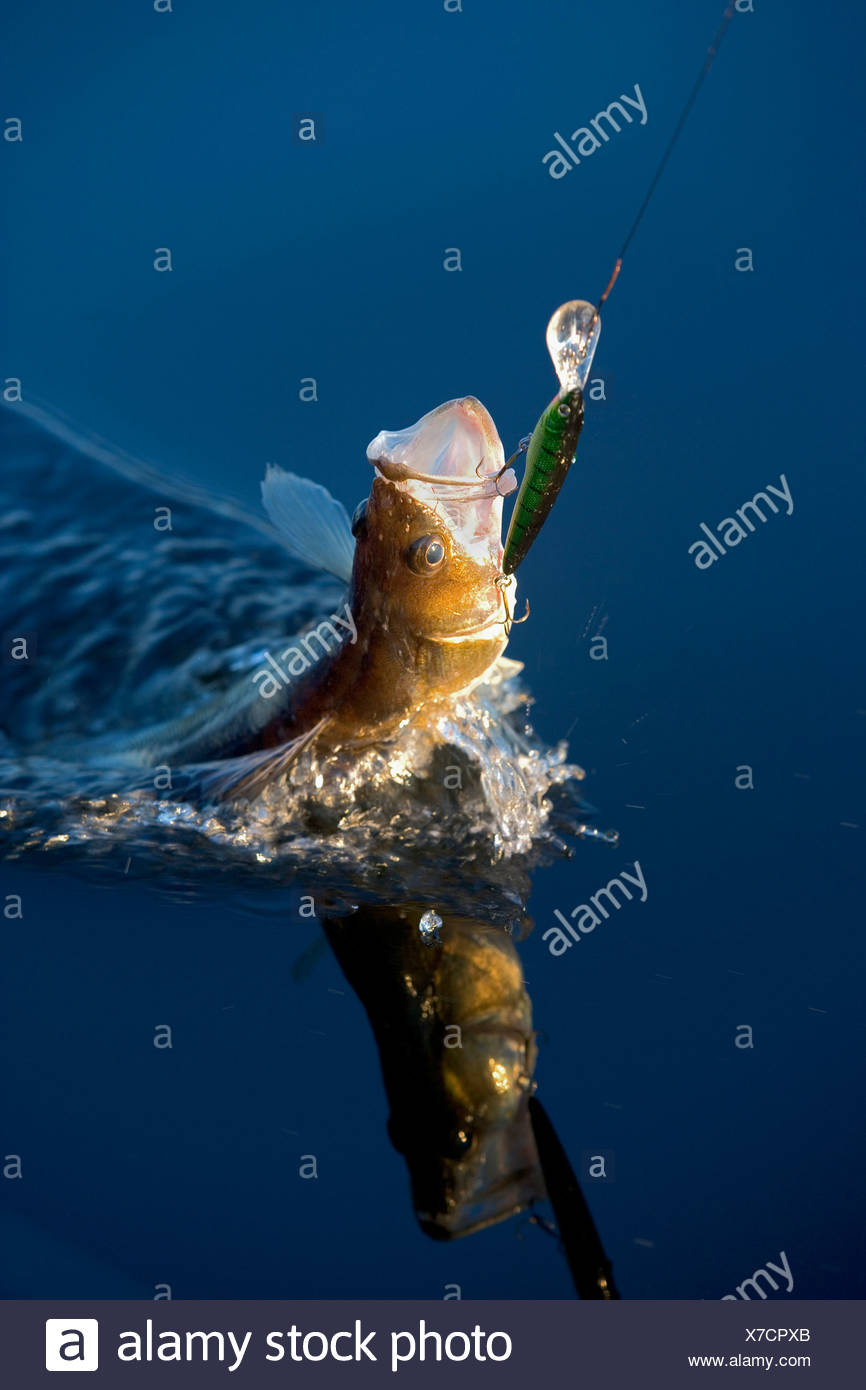 Perch Fish Hook Mouth High Resolution Stock Photography and Images - Alamy