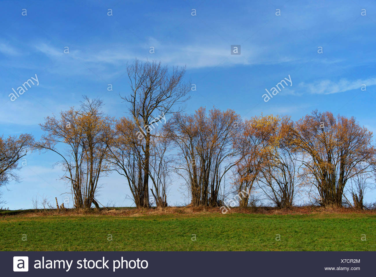 Row Of Bushes High Resolution Stock Photography and Images - Alamy