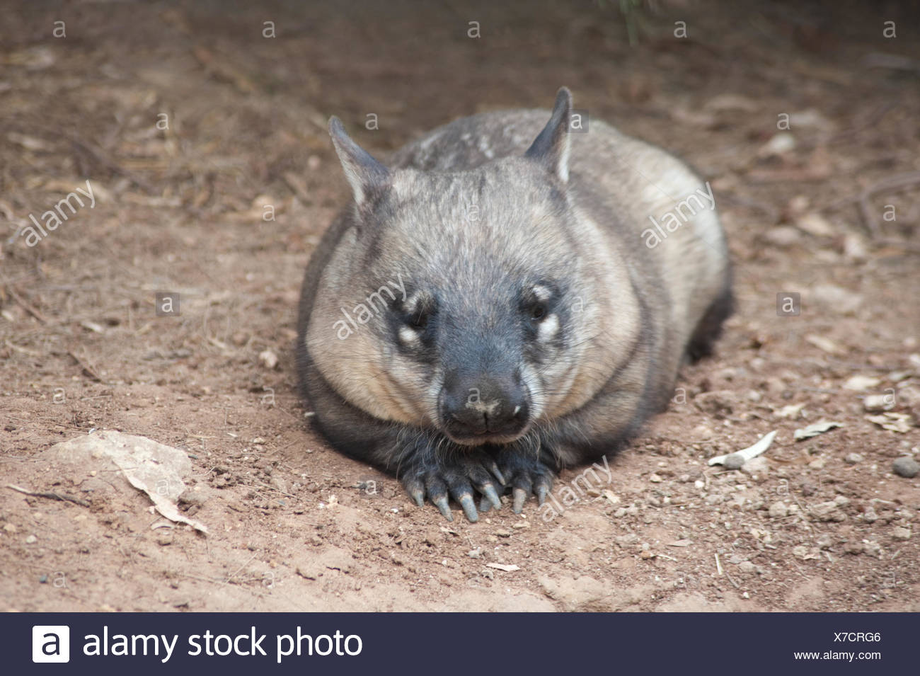 Wombat Pouch Stock Photos & Wombat Pouch Stock Images - Alamy