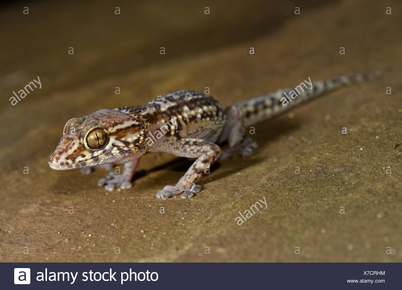 African Forest Gecko High Resolution Stock Photography and Images - Alamy