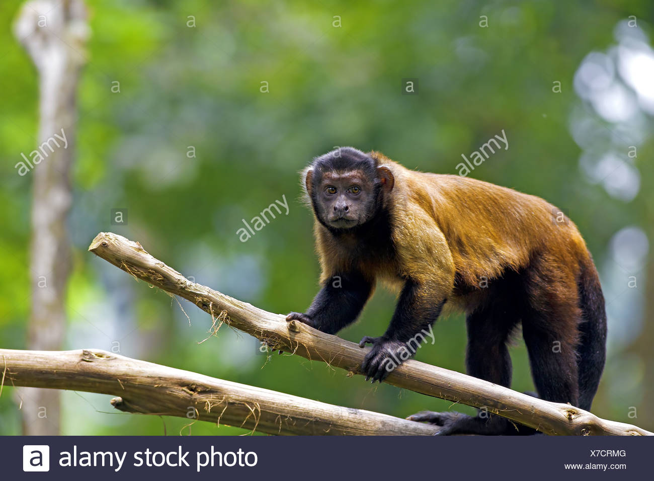 Brown Capuchin Monkey High Resolution Stock Photography and Images - Alamy