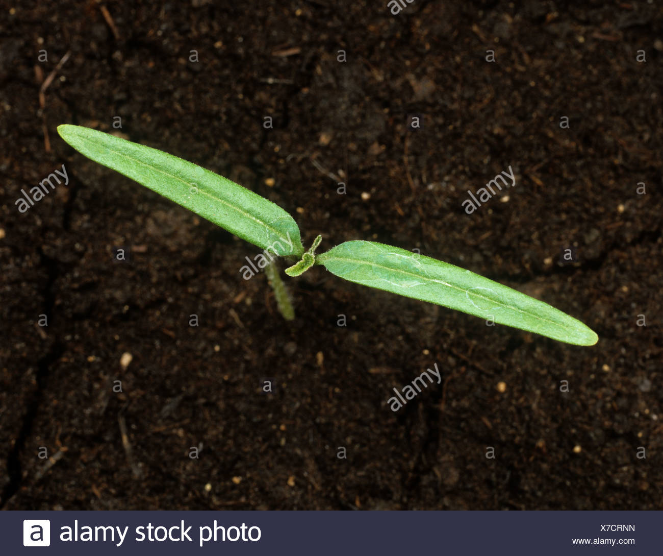 Datura High Resolution Stock Photography and Images - Alamy