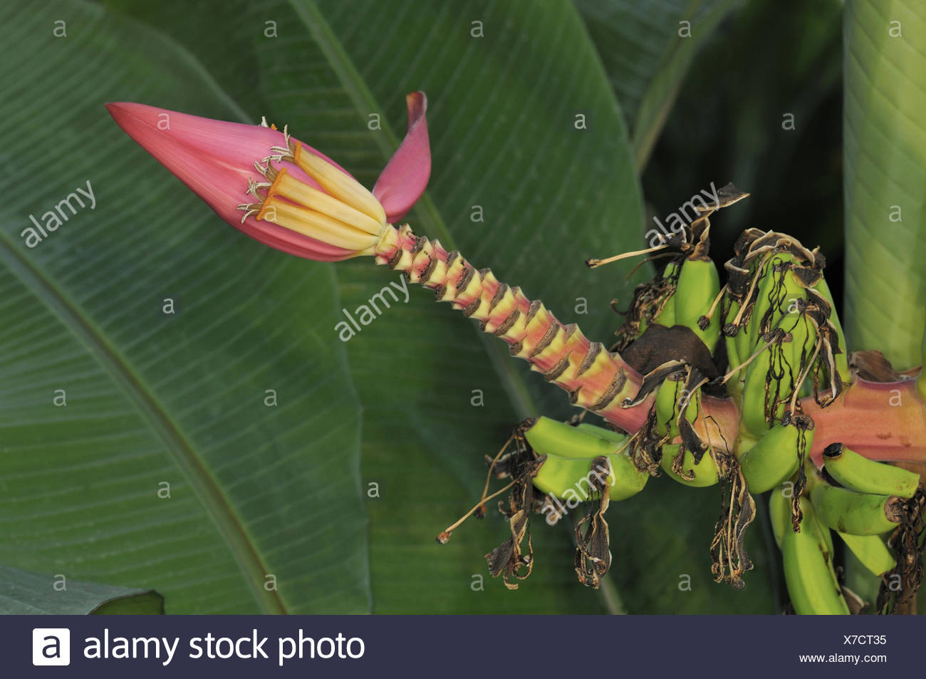 Indian Dwarf Banana High Resolution Stock Photography and Images - Alamy
