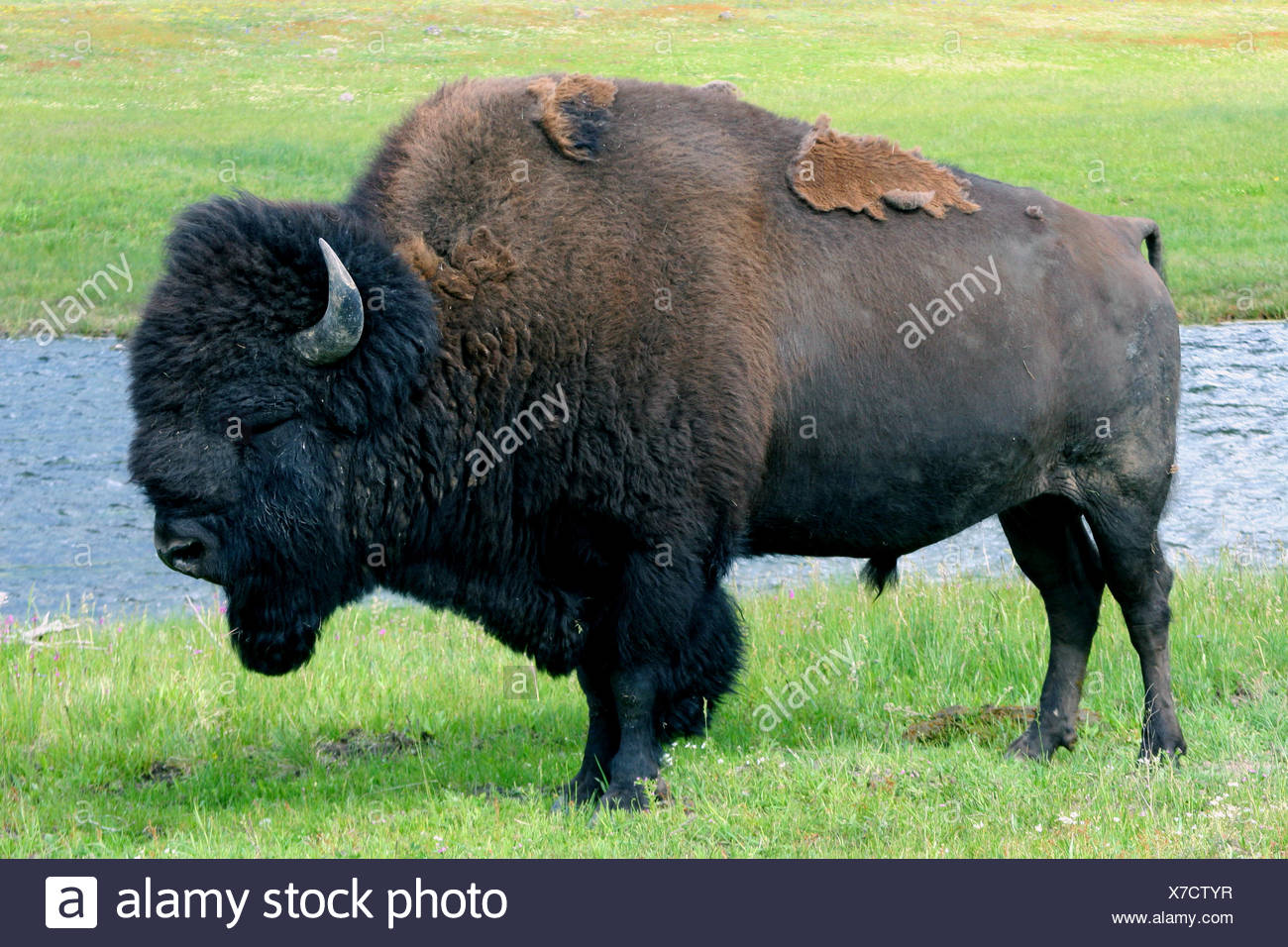 Indian Buffalo High Resolution Stock Photography and Images - Alamy