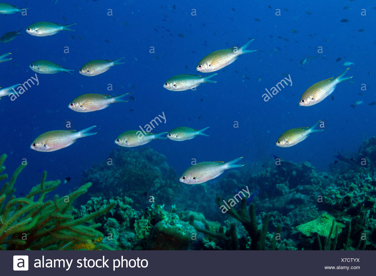 Palometa Fish High Resolution Stock Photography and Images - Alamy