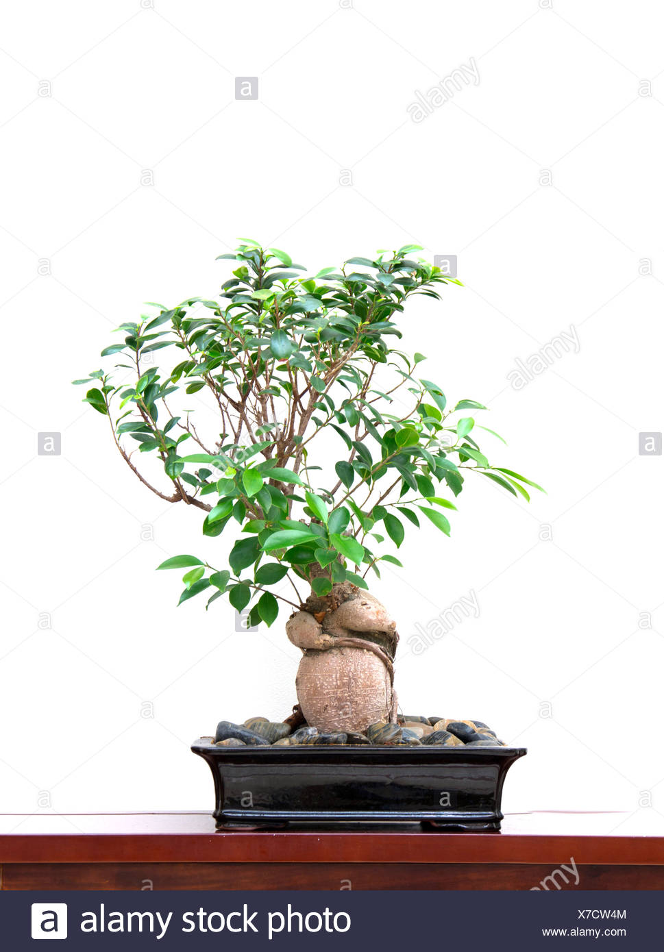 Small Banyan Tree Stock Photos & Small Banyan Tree Stock Images - Alamy