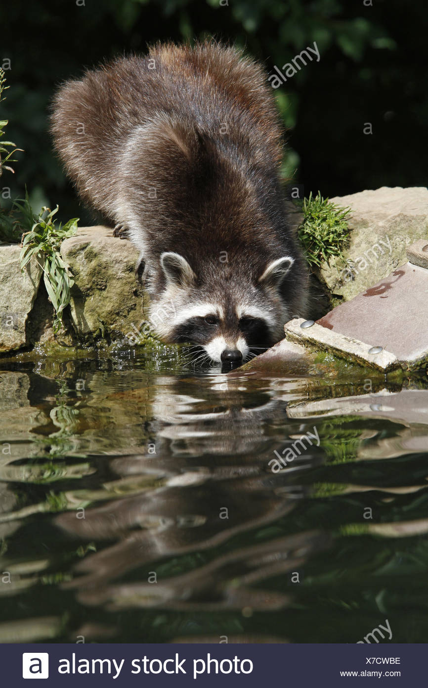 Raccoon Drinking Water High Resolution Stock Photography and Images - Alamy