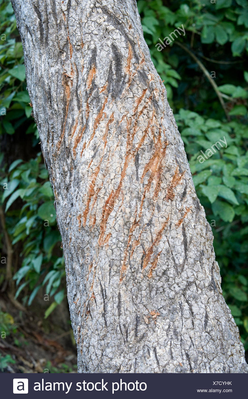Tiger Claw Mark High Resolution Stock Photography and Images - Alamy