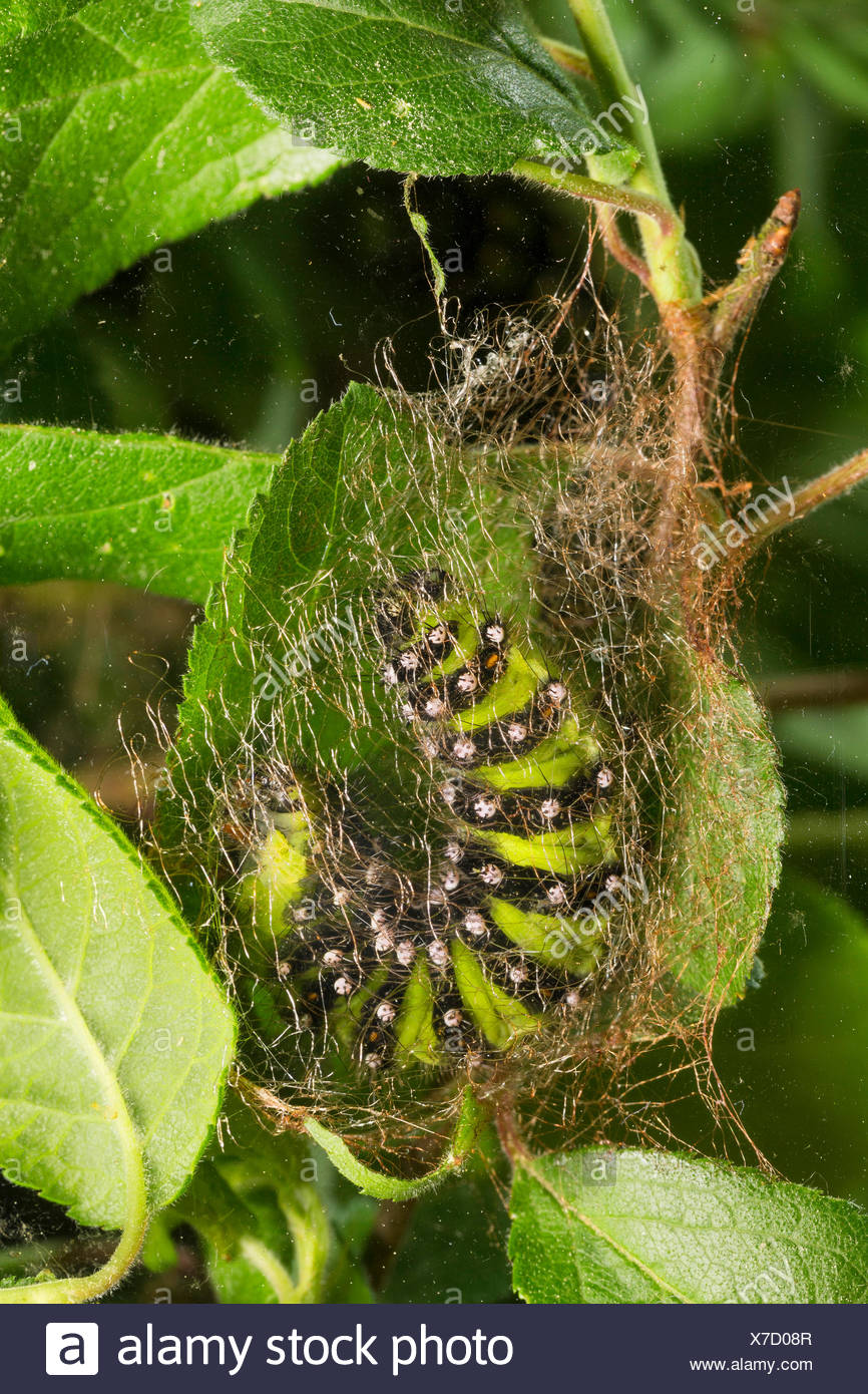 Emperor Moth Cocoon Stock Photos & Emperor Moth Cocoon Stock Images - Alamy