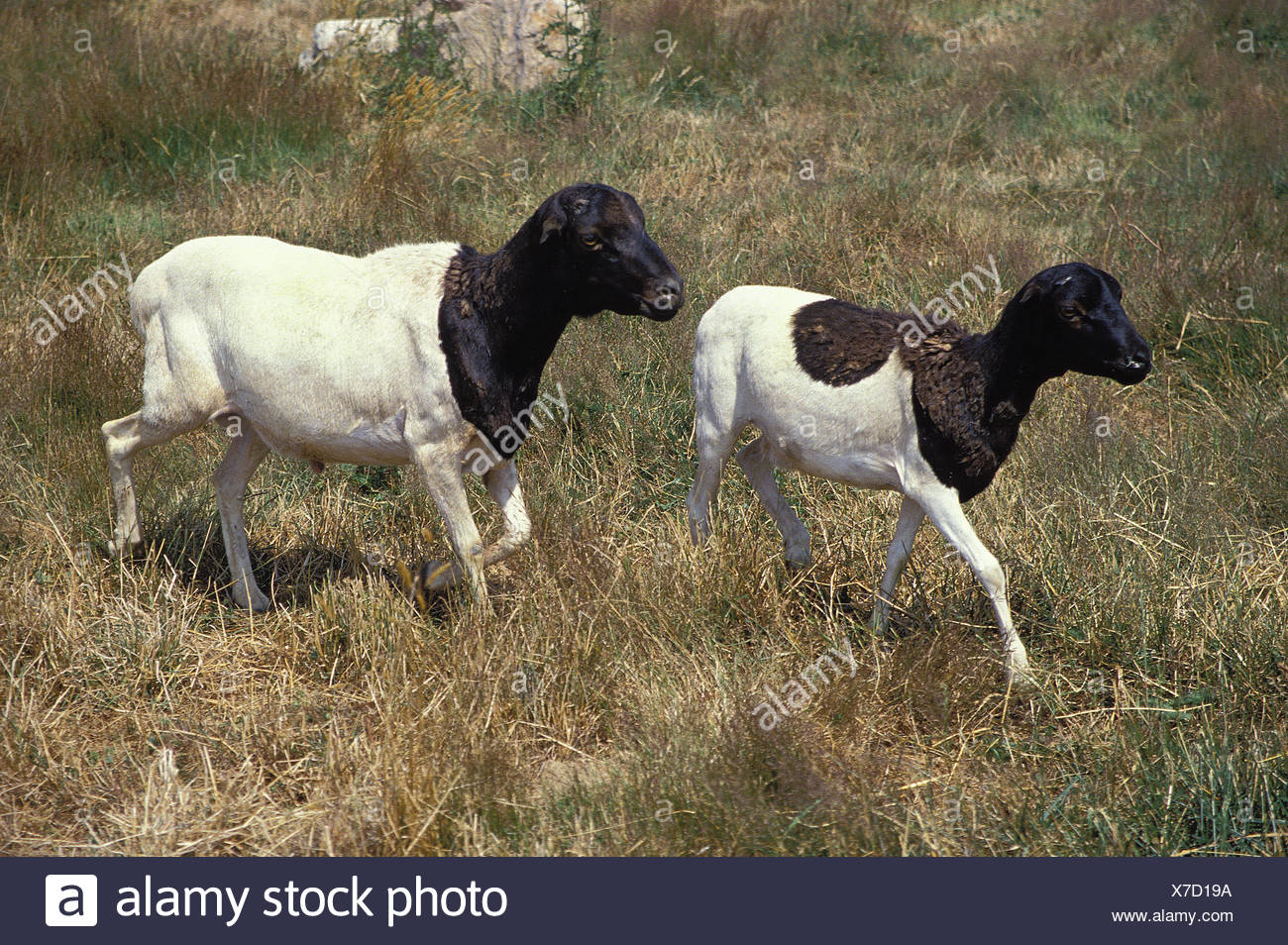 Blackhead Sheep High Resolution Stock Photography and Images - Alamy