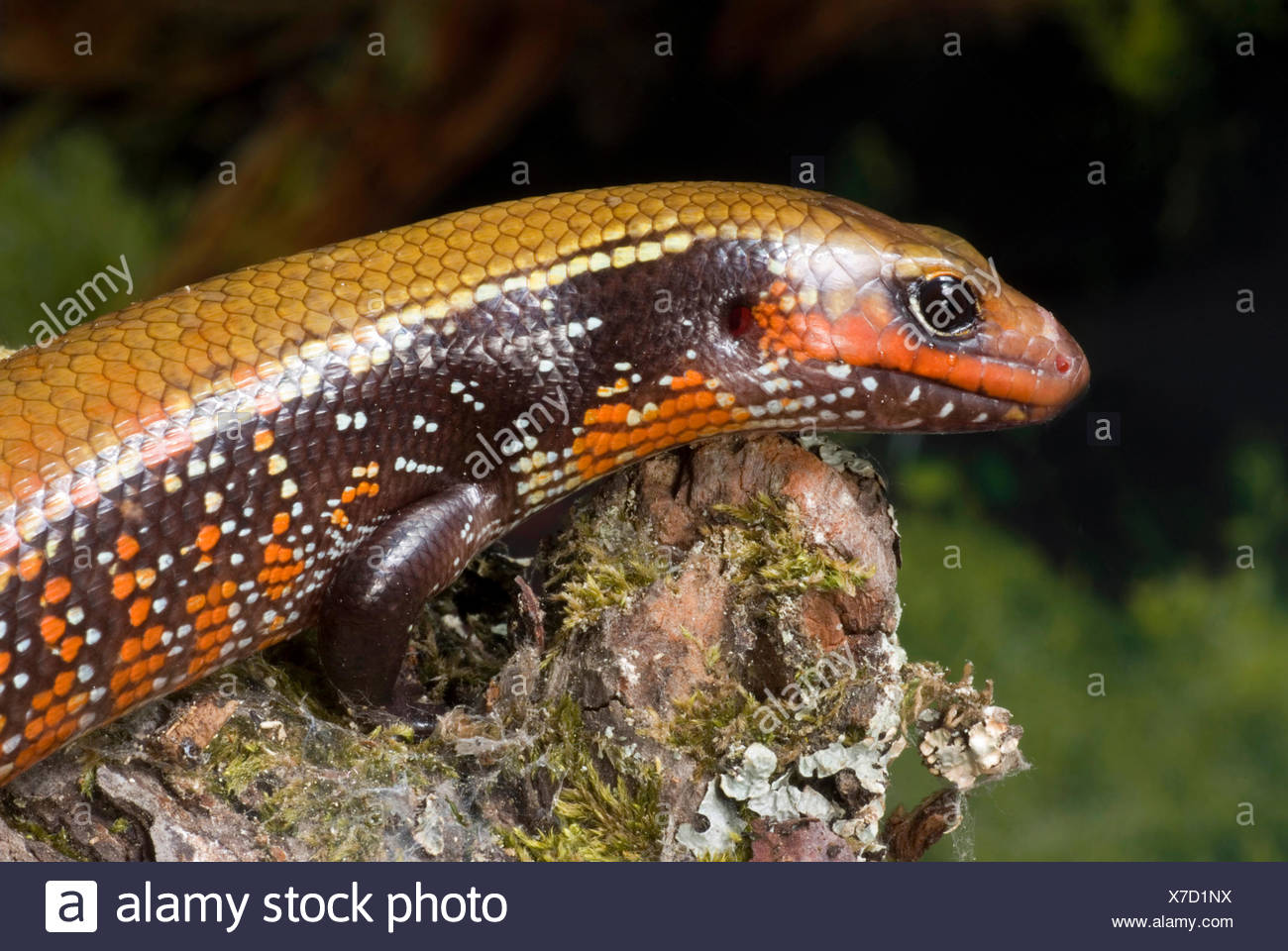 Riopa Fernandi High Resolution Stock Photography and Images - Alamy