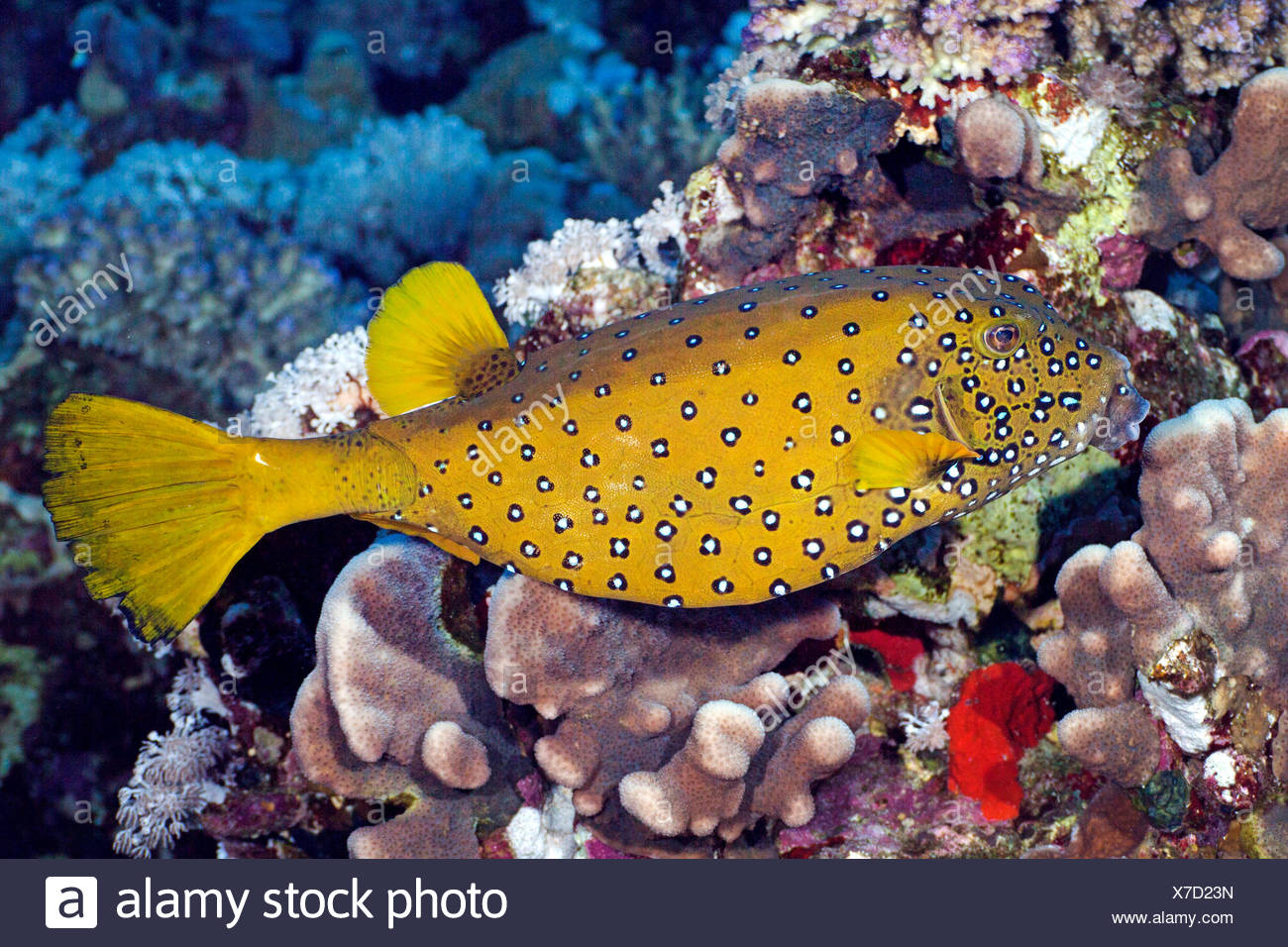Blue Spotted Boxfish High Resolution Stock Photography and Images - Alamy