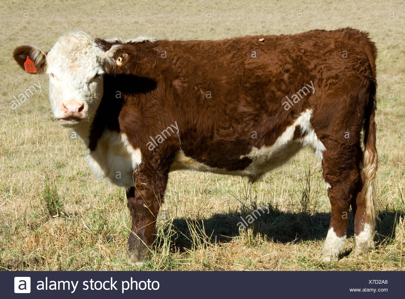 Hornless Cattle Stock Photos & Hornless Cattle Stock Images - Alamy