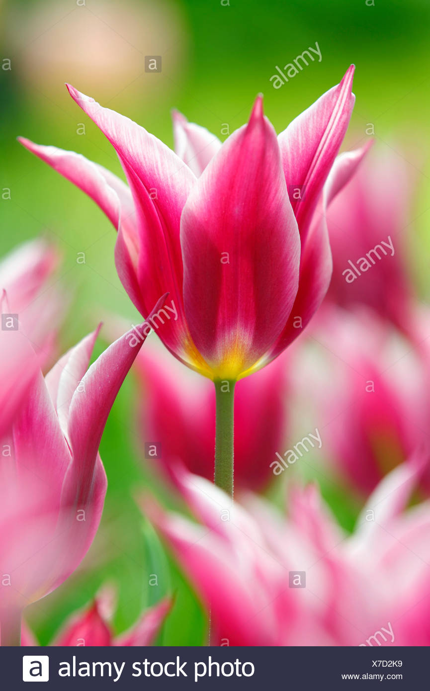Tulip Maytime High Resolution Stock Photography and Images - Alamy