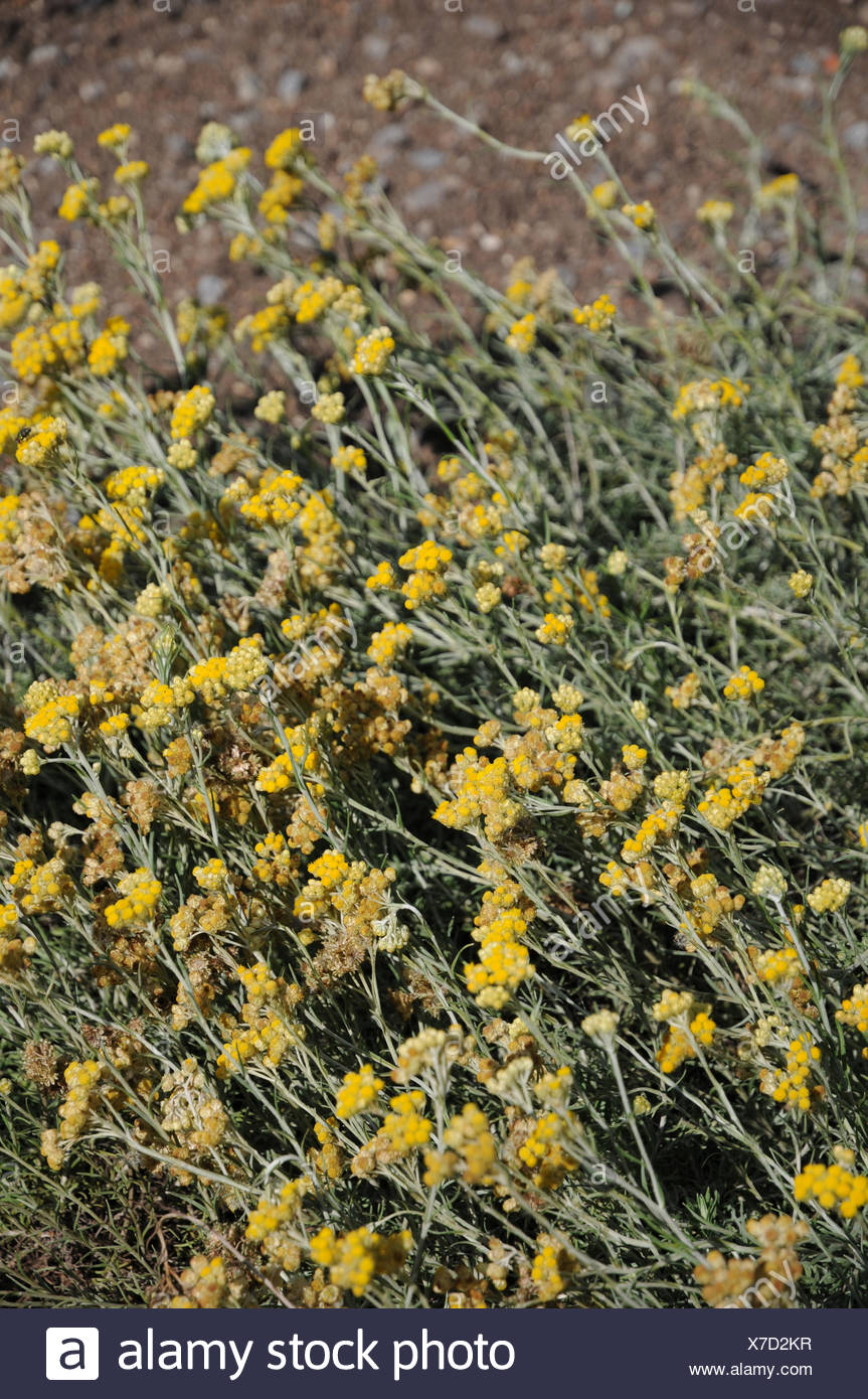 Everlasting Daisy Stock Photos & Everlasting Daisy Stock Images - Alamy