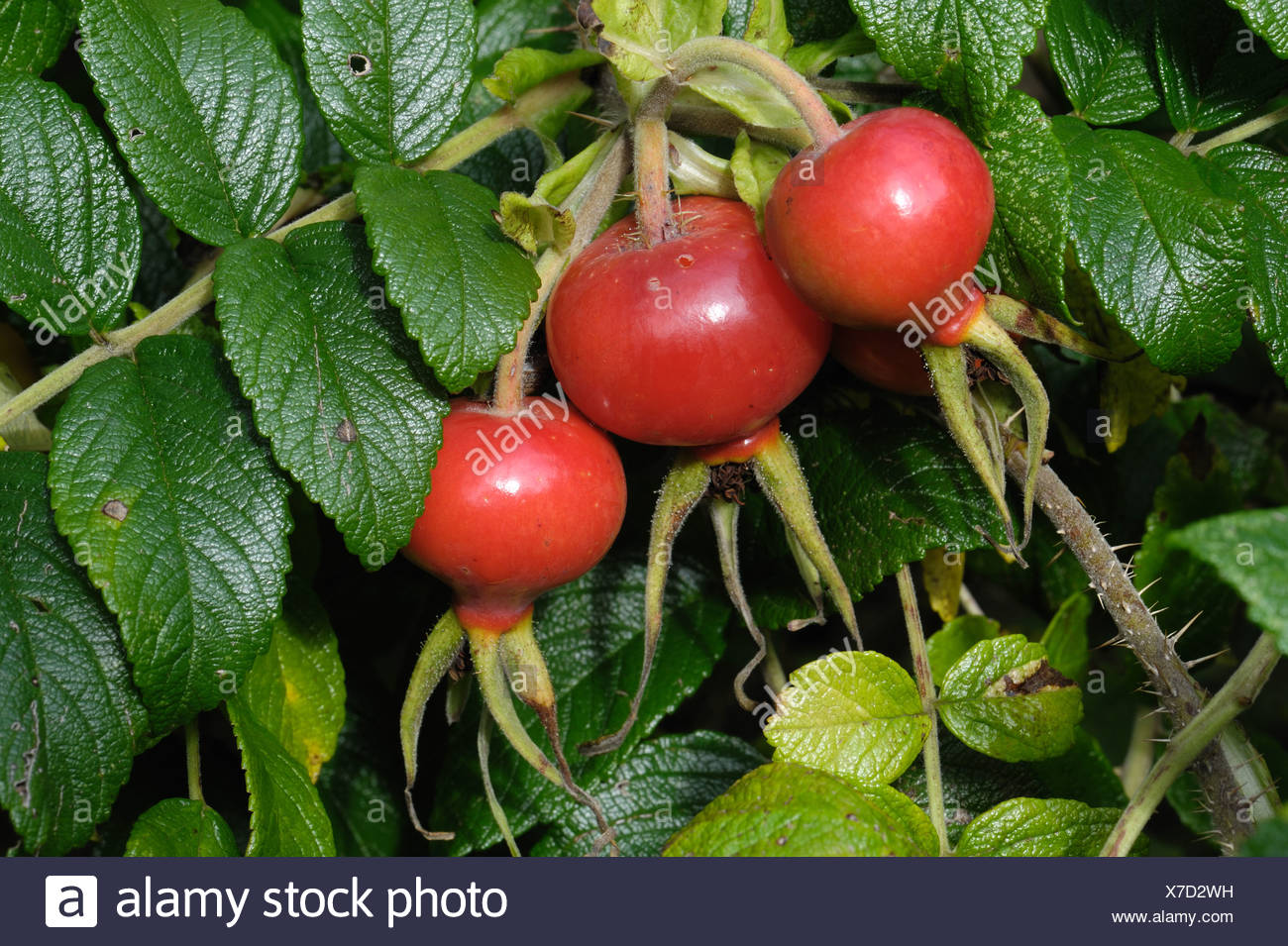 Rugosa Rose Hedge High Resolution Stock Photography and Images - Alamy