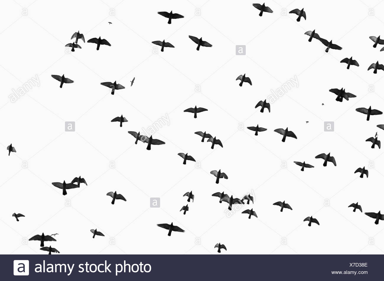 High Flying Bird High Resolution Stock Photography and Images - Alamy