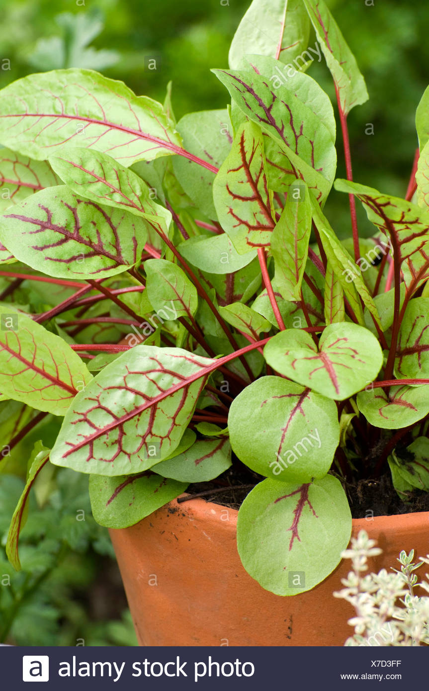Dock Plants High Resolution Stock Photography and Images - Alamy
