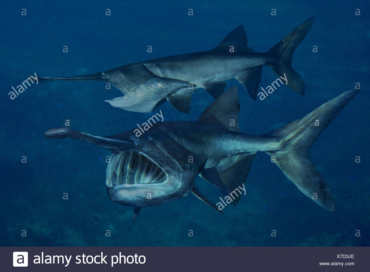 Paddlefish High Resolution Stock Photography and Images - Alamy