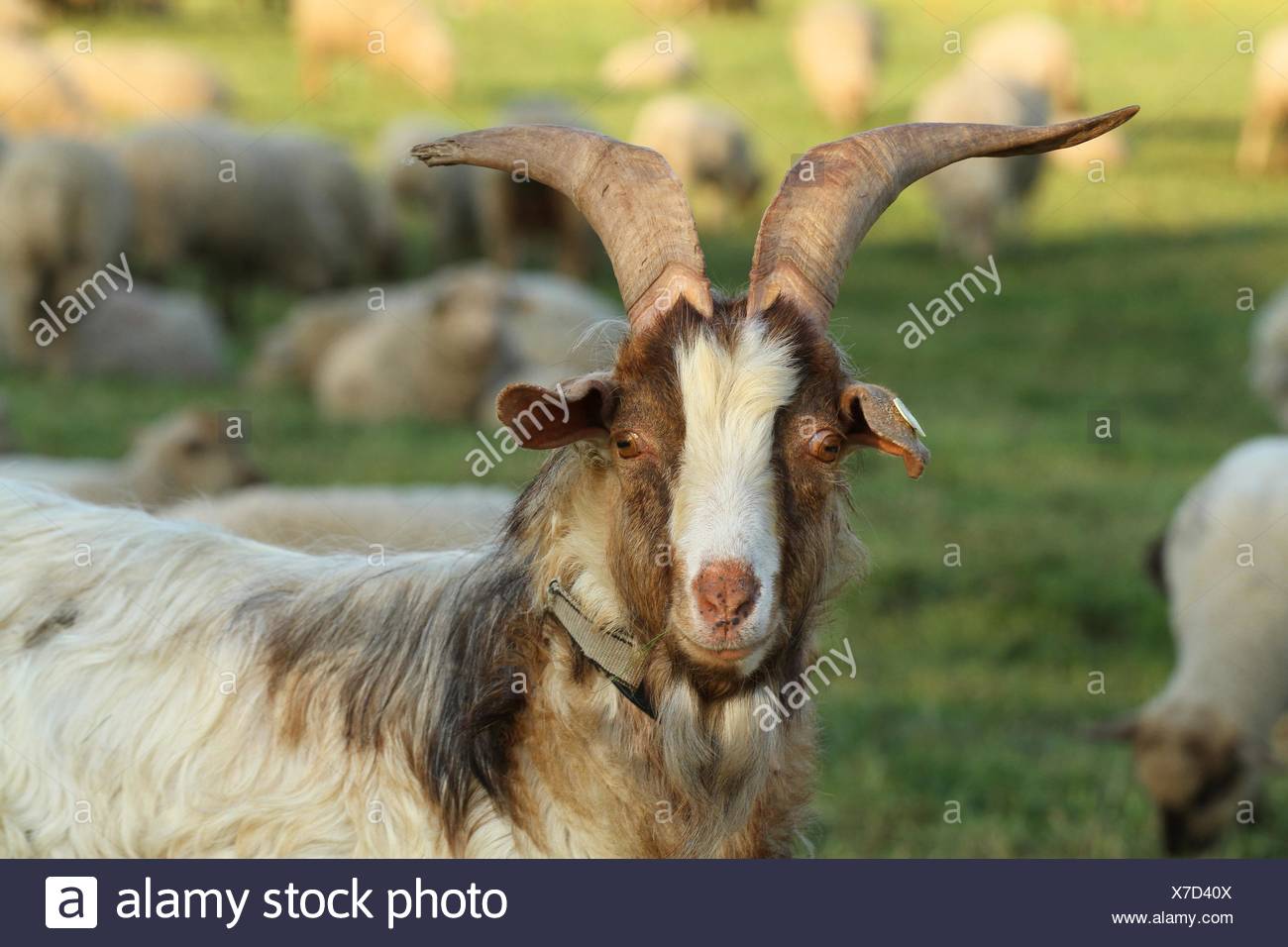 Piebald Goats High Resolution Stock Photography and Images - Alamy