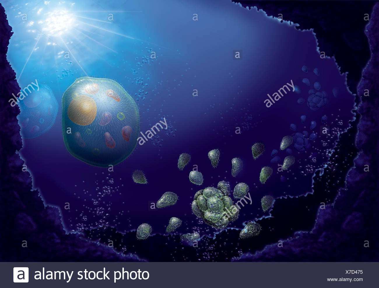 Evolution Drawing High Resolution Stock Photography and Images - Alamy