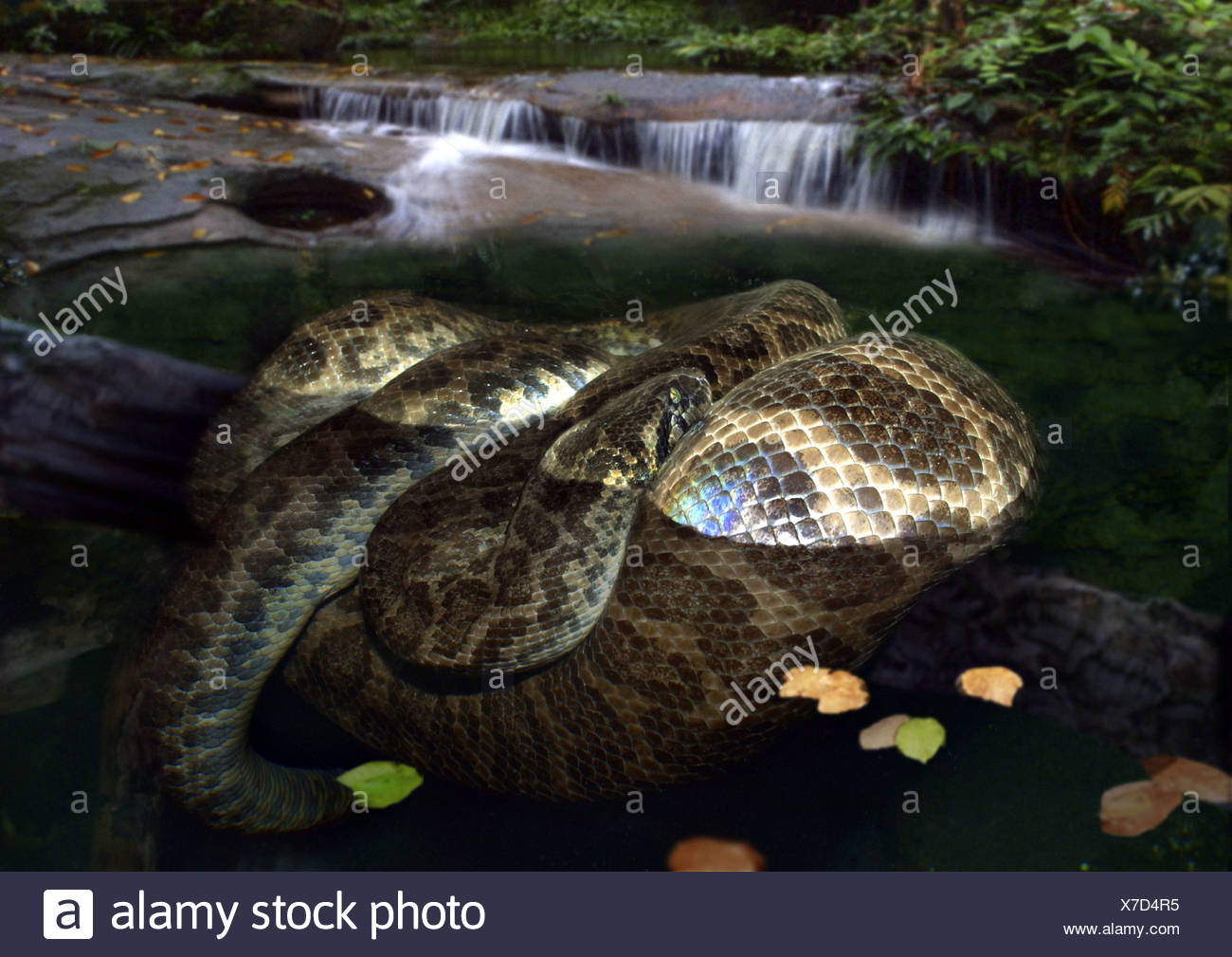 Anaconda Water High Resolution Stock Photography and Images - Alamy