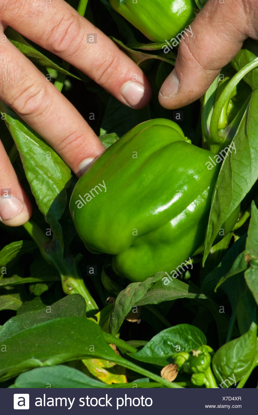 Farm Bell Stock Photos & Farm Bell Stock Images - Alamy