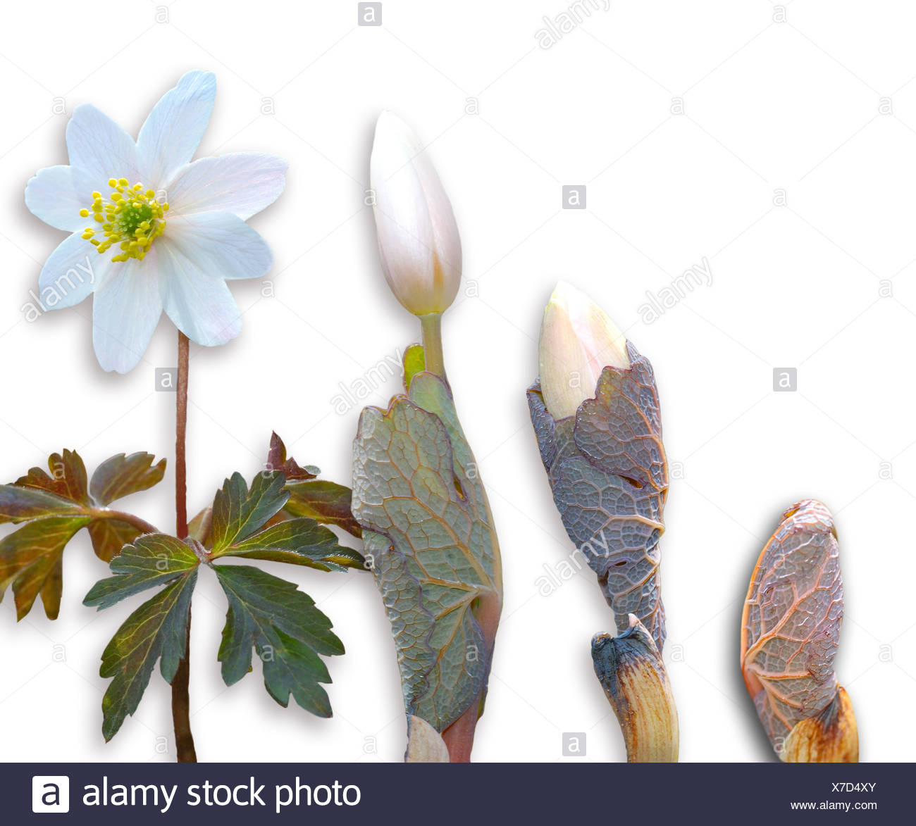 Canadian Bloodroot High Resolution Stock Photography and Images - Alamy